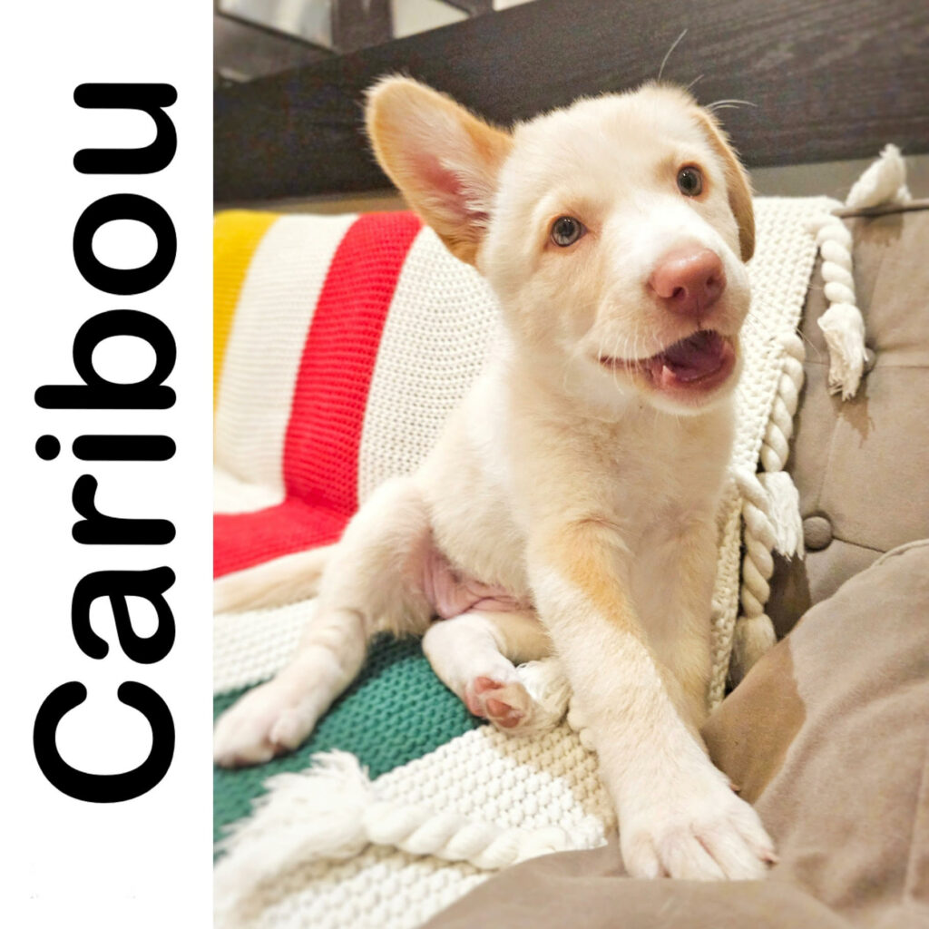 Caribou - Manitoba Mutts Dog Rescue