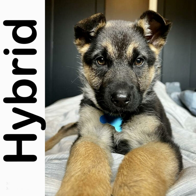 Hybrid - Manitoba Mutts Dog Rescue