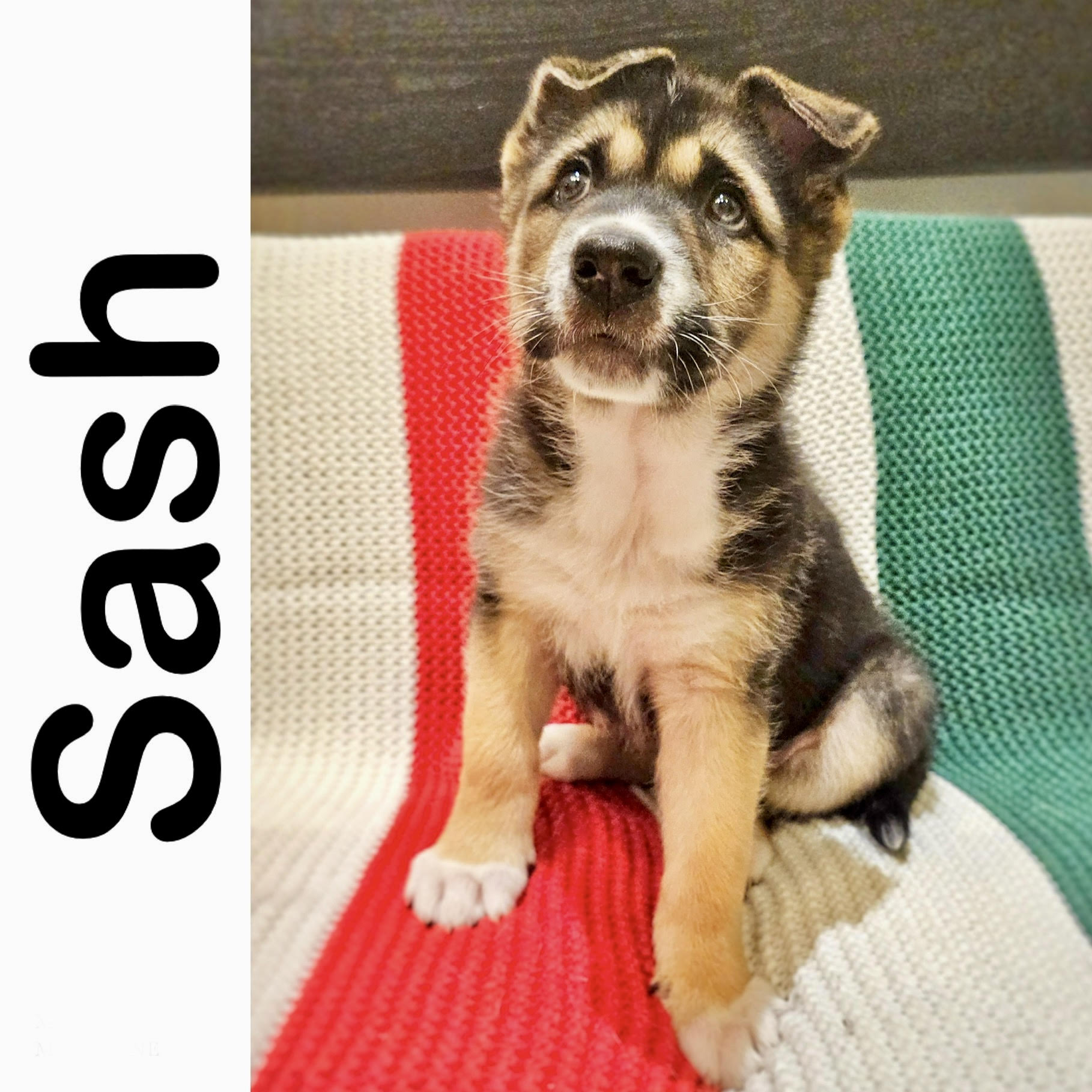 Sash - Manitoba Mutts Dog Rescue