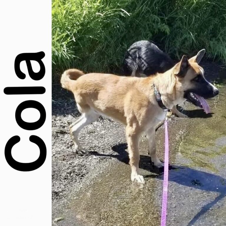 Adoptable Dogs - Manitoba Mutts Dog Rescue