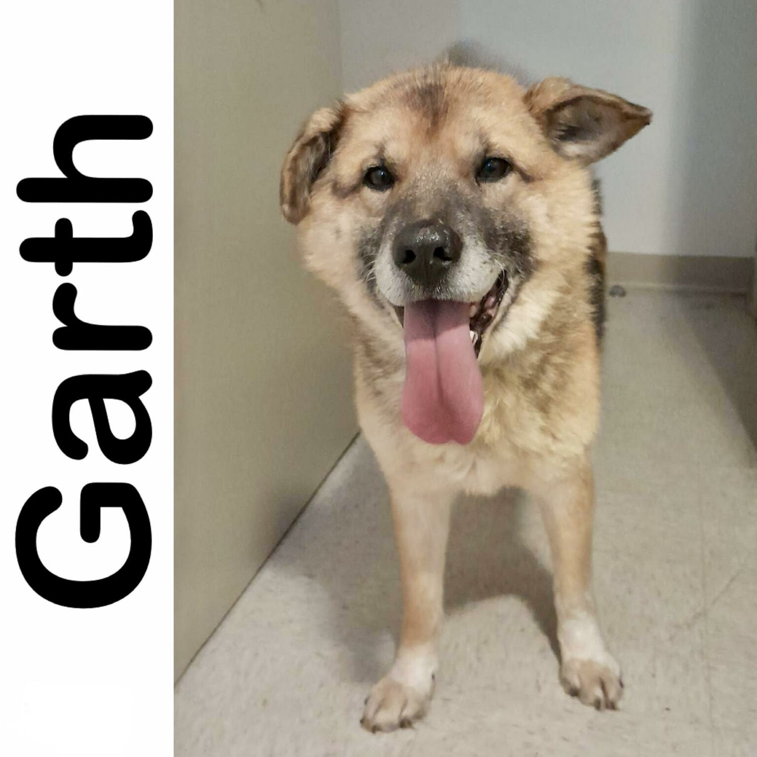 Adoptable Dogs - Manitoba Mutts Dog Rescue