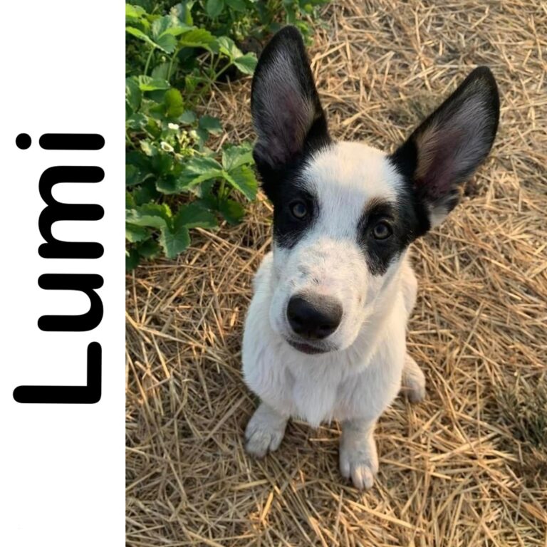 Adoptable Dogs - Manitoba Mutts Dog Rescue