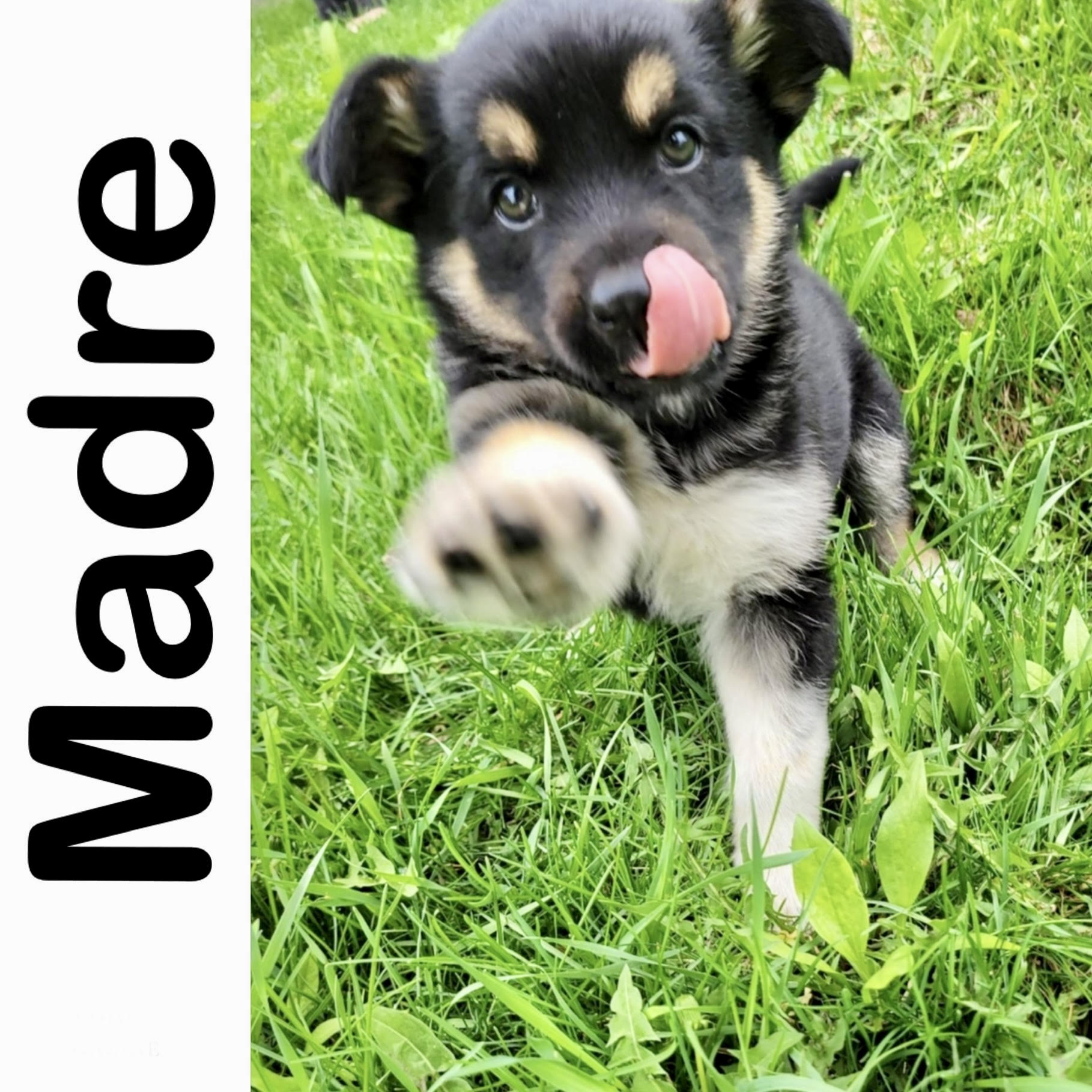 Madre - Manitoba Mutts Dog Rescue