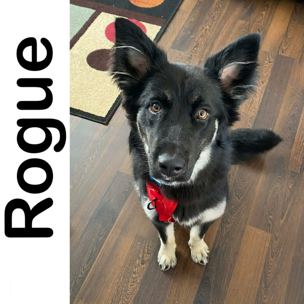 Rogue - ADOPTION FEE SPONSORED - Manitoba Mutts Dog Rescue
