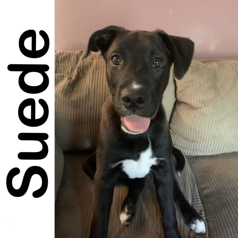 Adoptable Dogs - Manitoba Mutts Dog Rescue