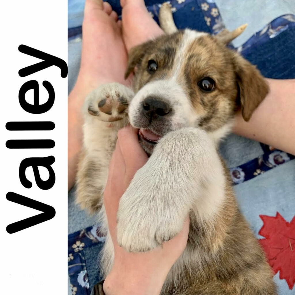 Valley - Manitoba Mutts Dog Rescue