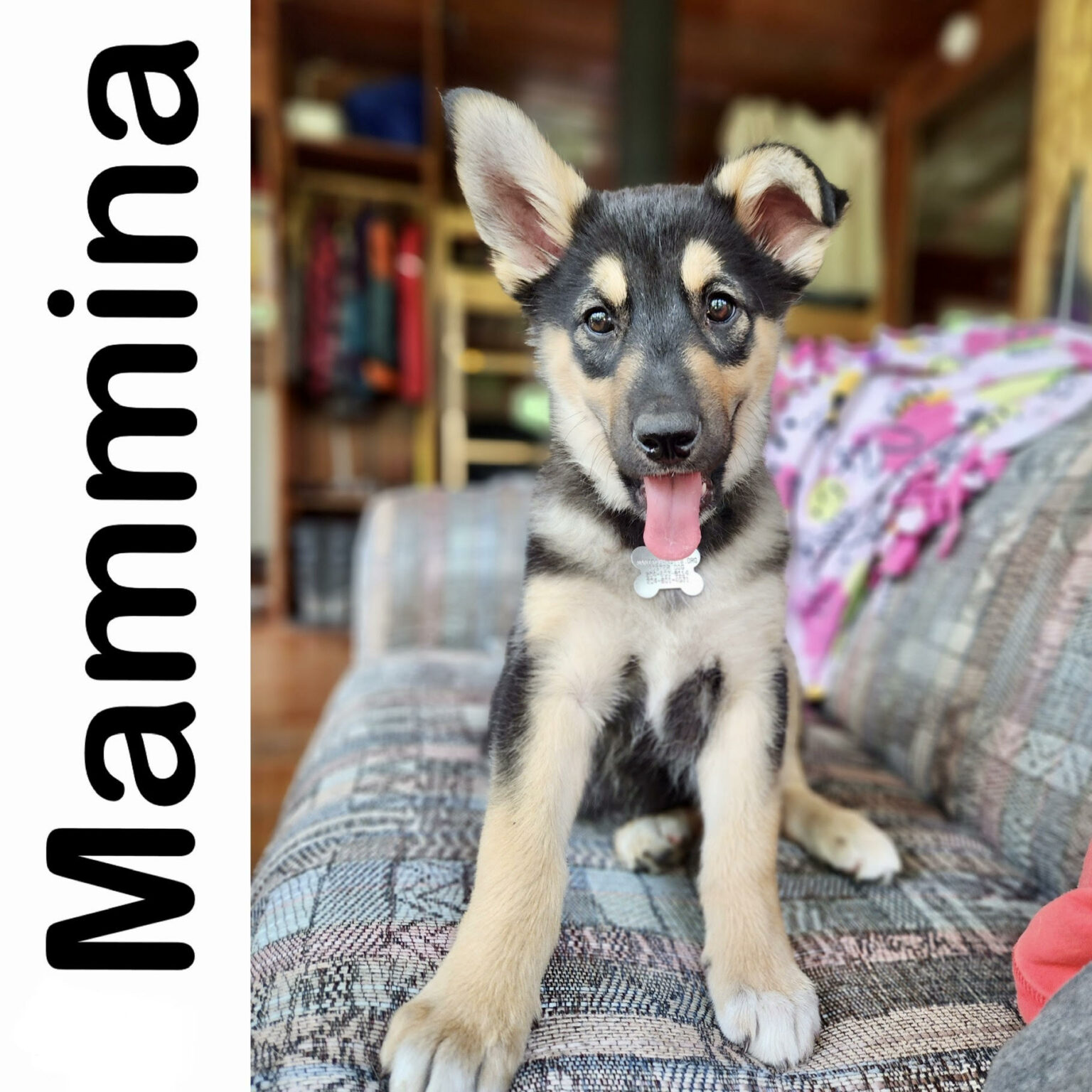 Adoptable Dogs - Manitoba Mutts Dog Rescue