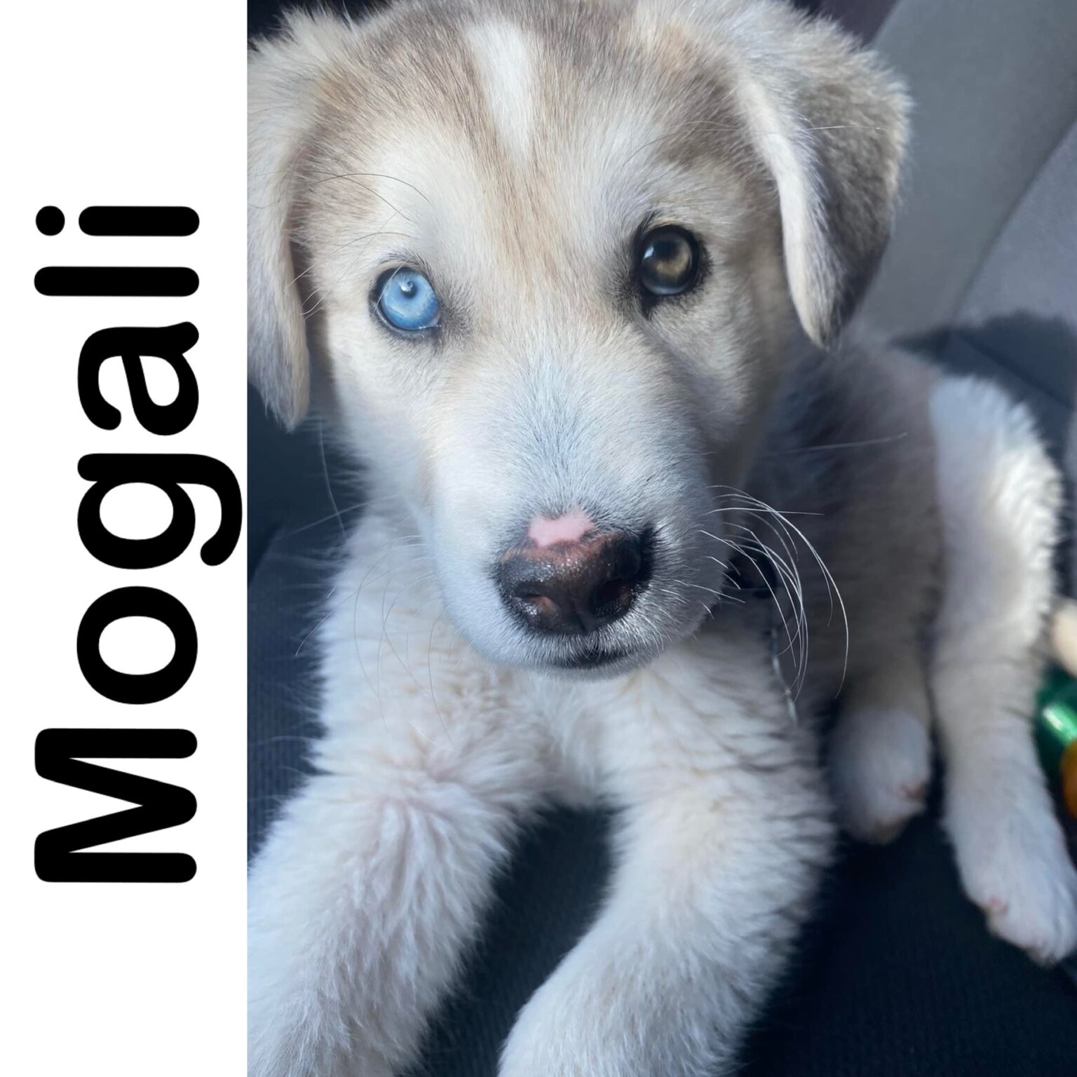 Mogali - Manitoba Mutts Dog Rescue