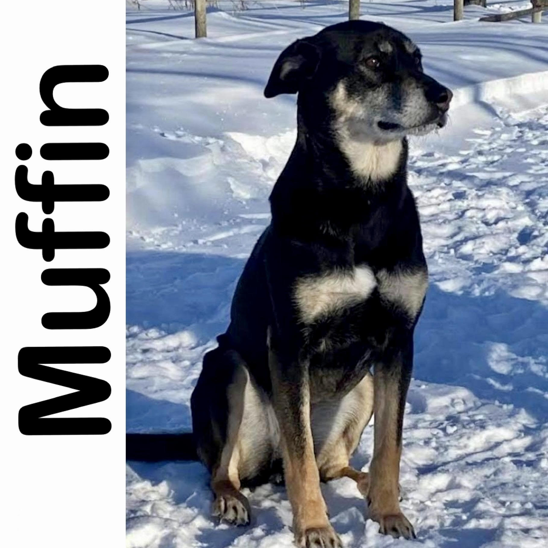 Muffin - Manitoba Mutts Dog Rescue