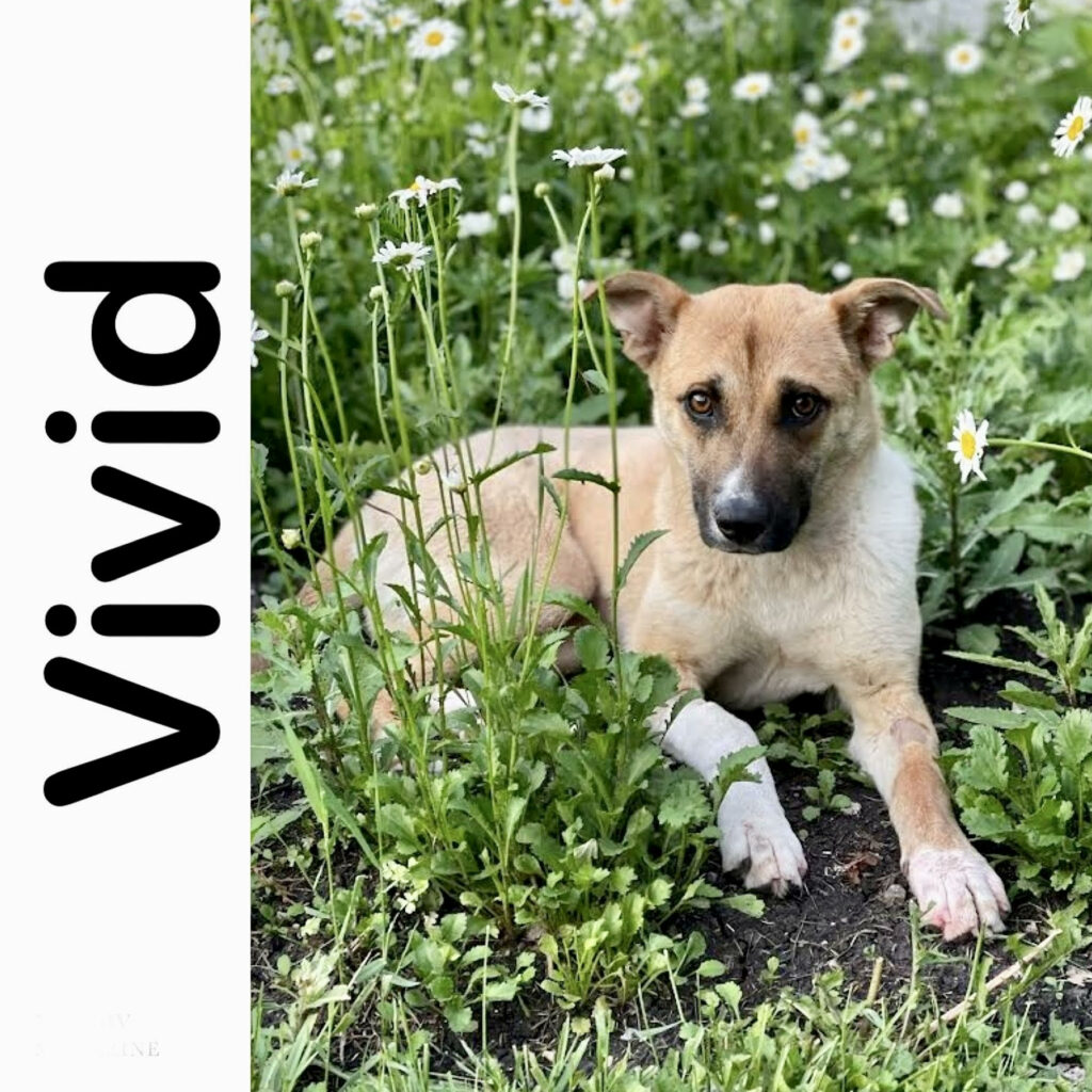 Vivid - Manitoba Mutts Dog Rescue