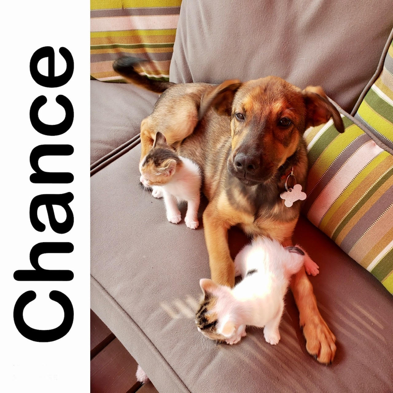Chance - Manitoba Mutts Dog Rescue