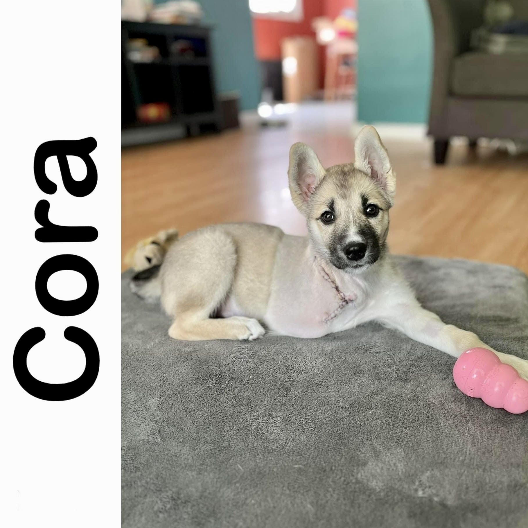 Cora - Manitoba Mutts Dog Rescue