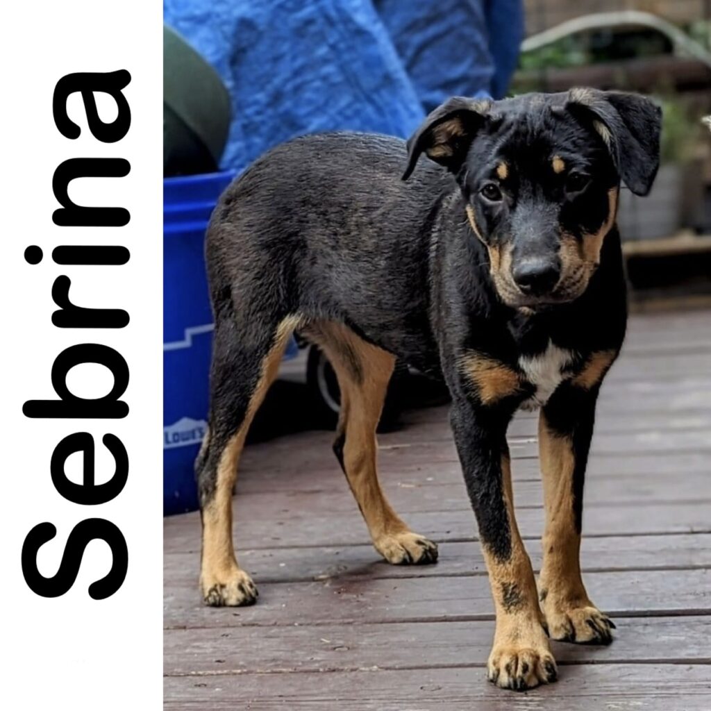 Sebrina - Manitoba Mutts Dog Rescue