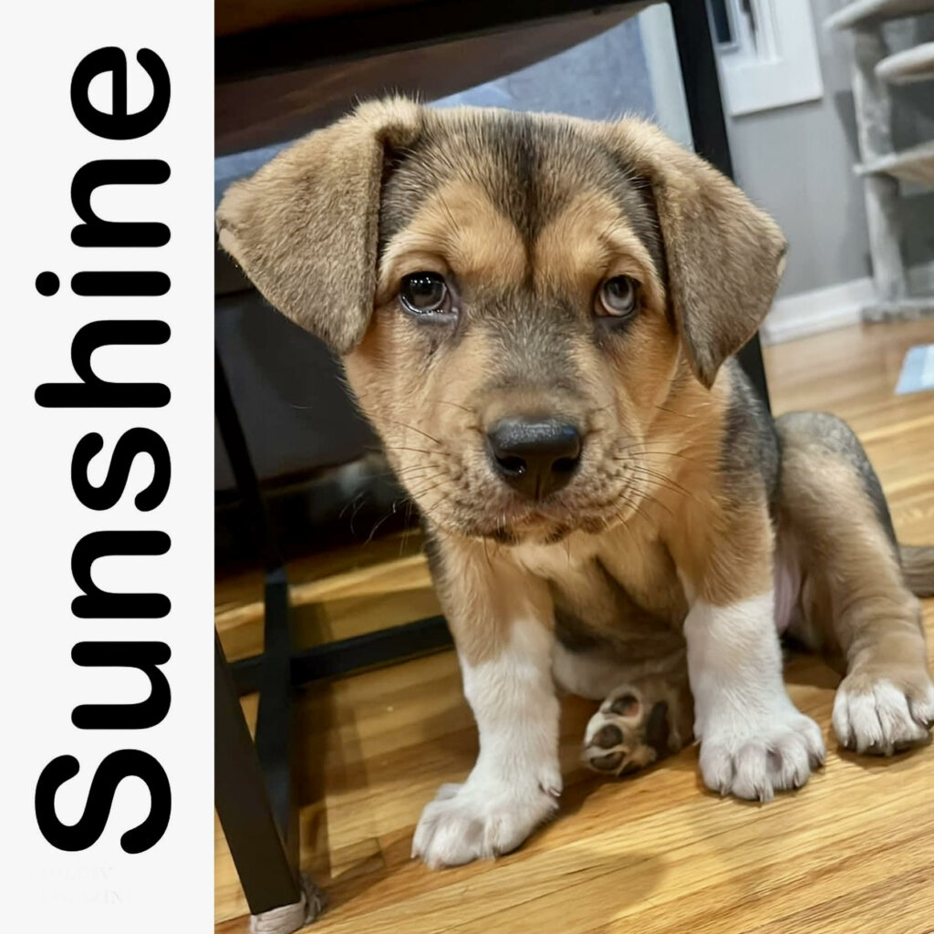 Sunshine - Manitoba Mutts Dog Rescue