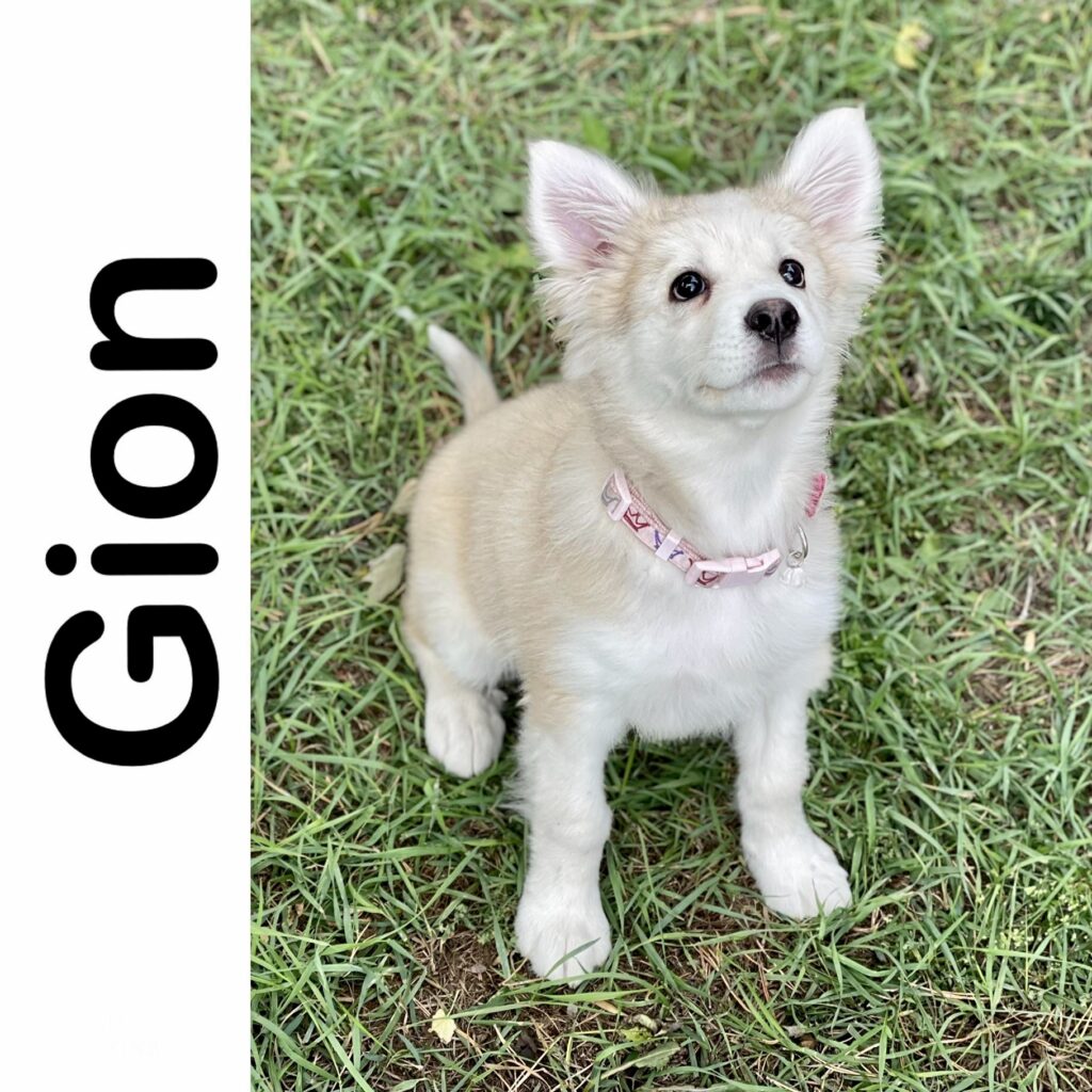 Adoptable Dogs - Manitoba Mutts Dog Rescue