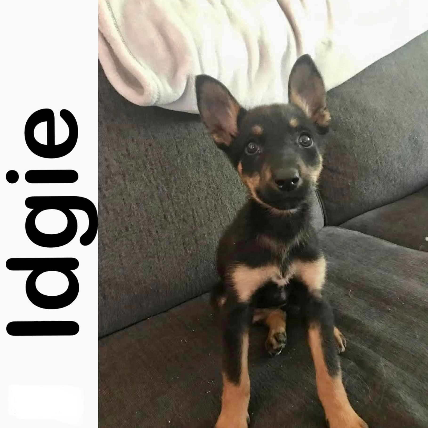 Idgie - Manitoba Mutts Dog Rescue