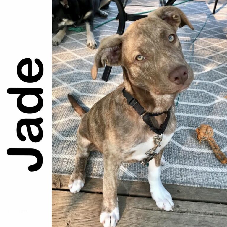 Adoptable Dogs - Manitoba Mutts Dog Rescue