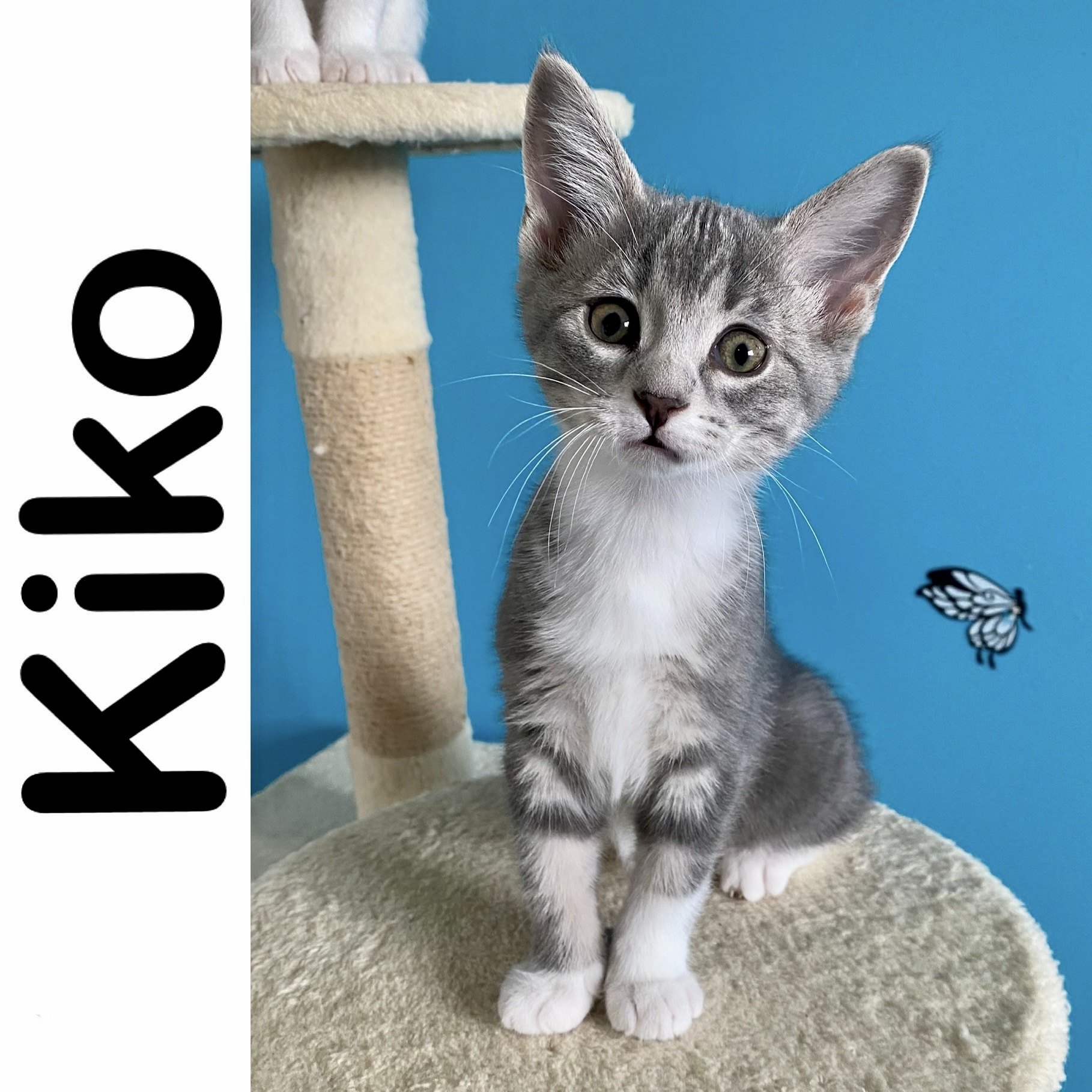 Kiko - Manitoba Mutts Dog Rescue