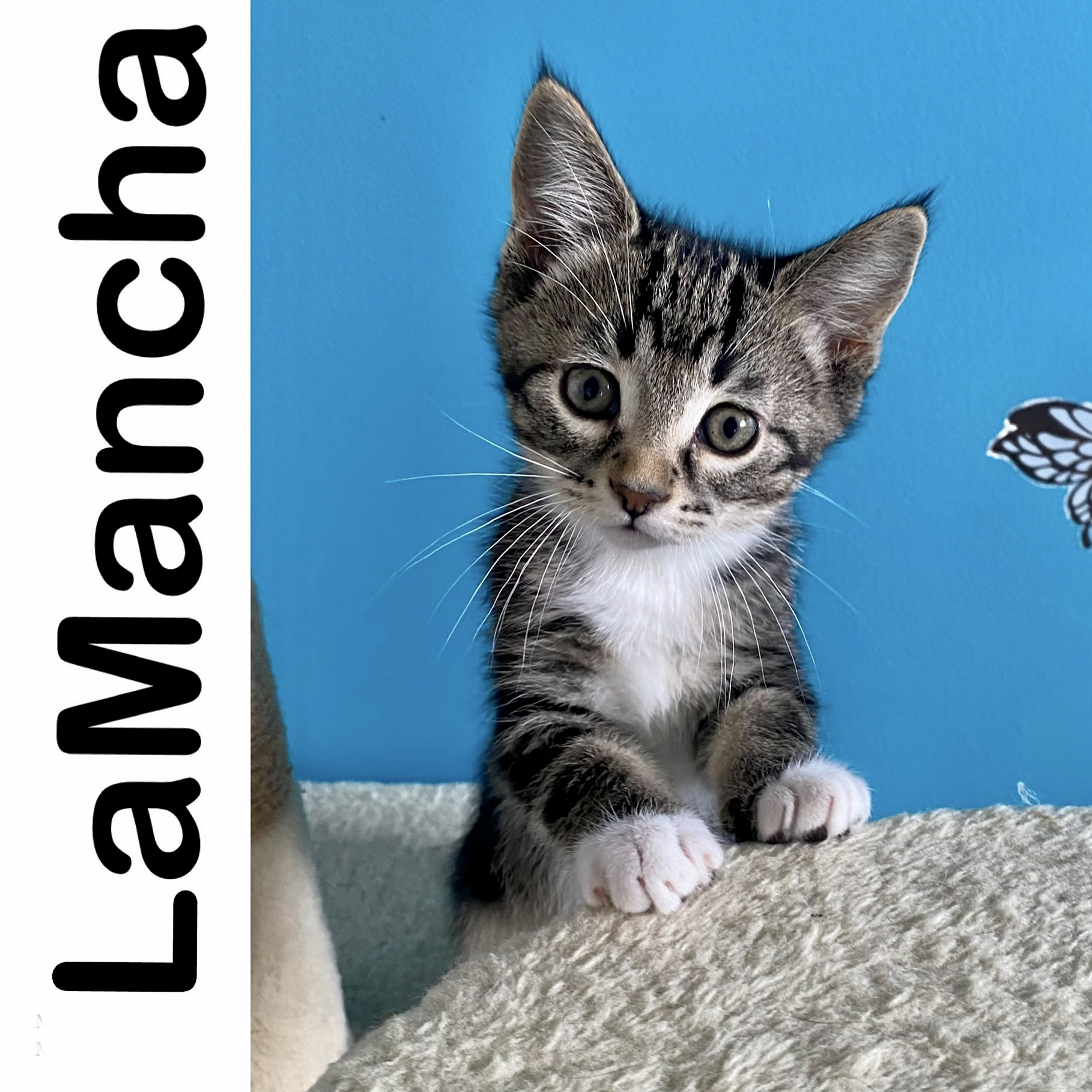 LaMancha - Manitoba Mutts Dog Rescue