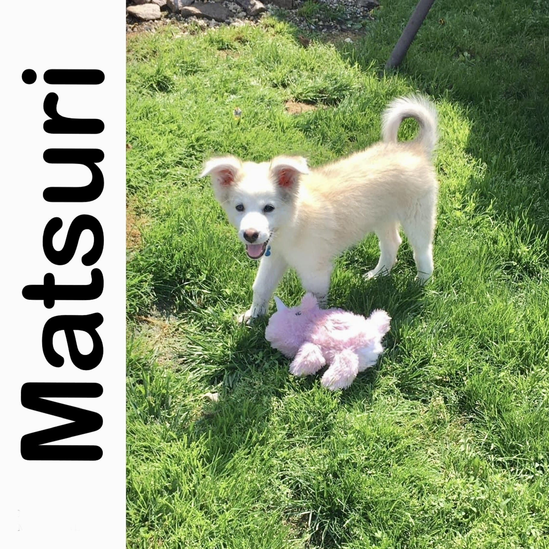 Matsuri - Manitoba Mutts Dog Rescue