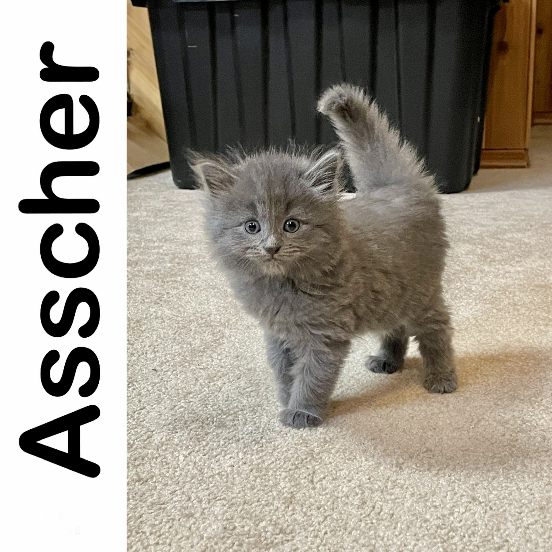 Asscher - Manitoba Mutts Dog Rescue