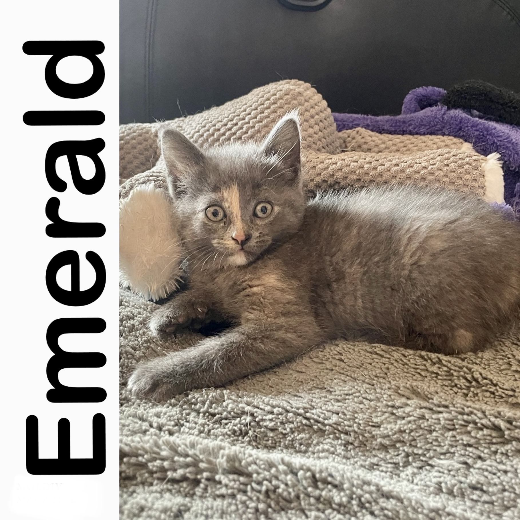 Emerald - Manitoba Mutts Dog Rescue