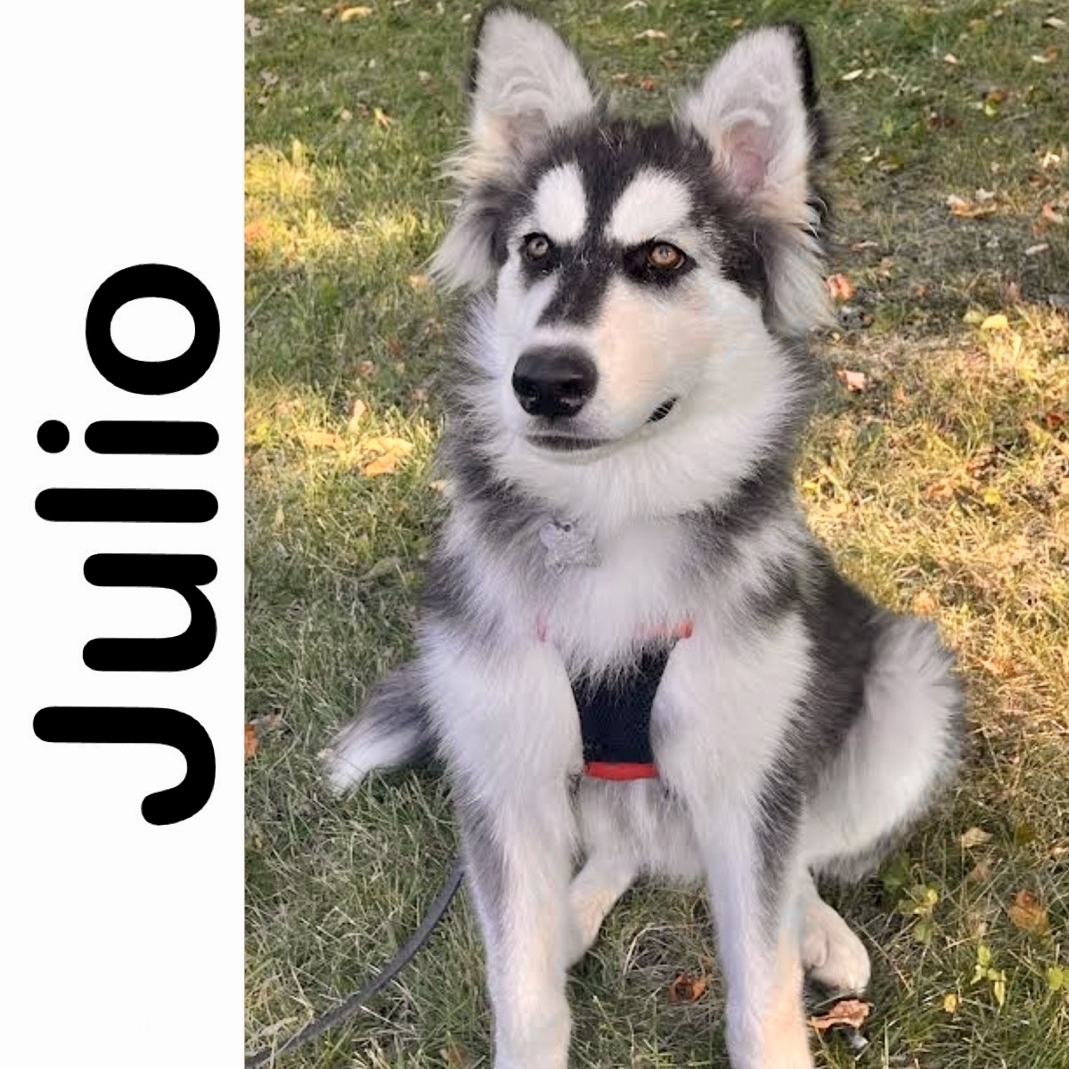 Julio - Manitoba Mutts Dog Rescue