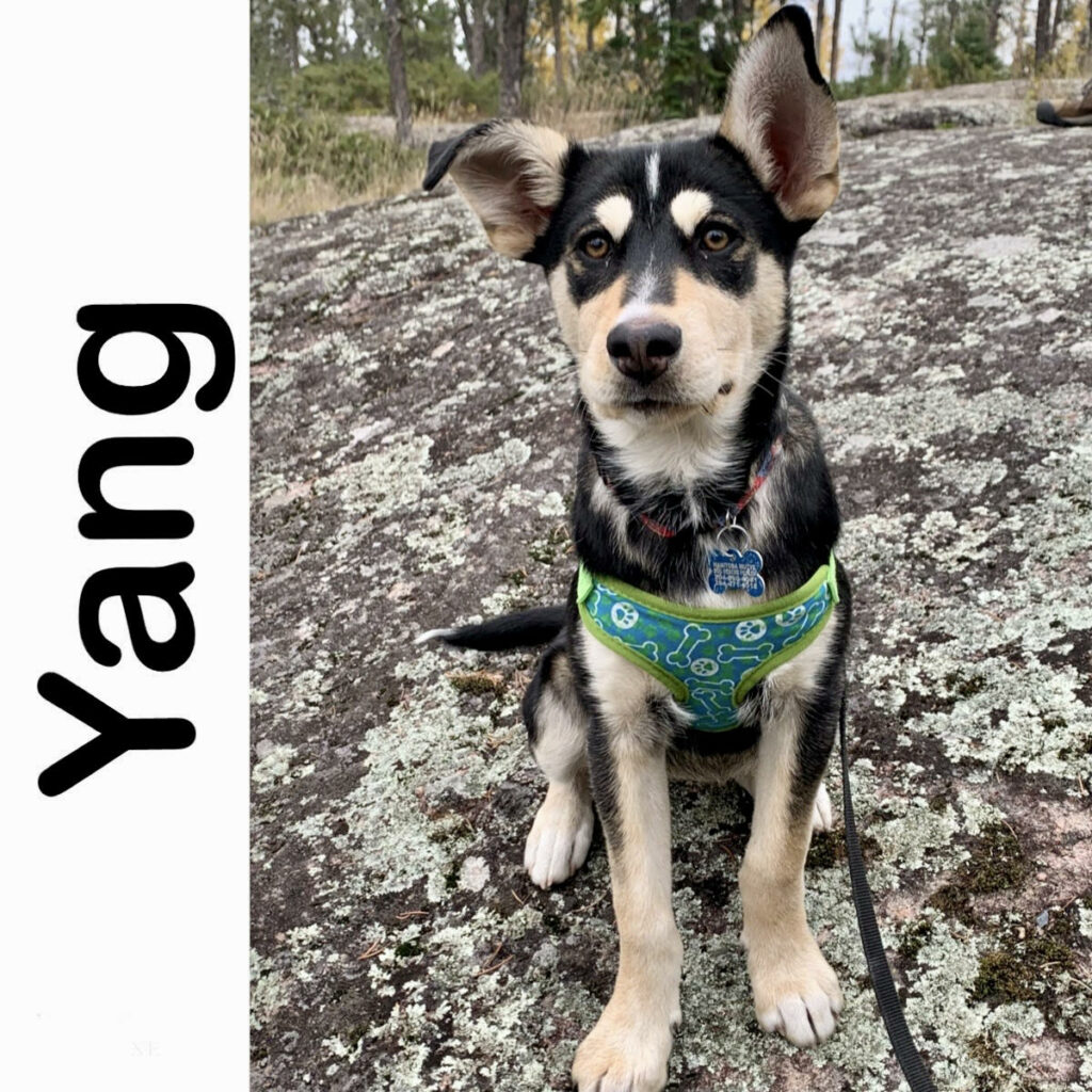 Adoptable Dogs - Manitoba Mutts Dog Rescue