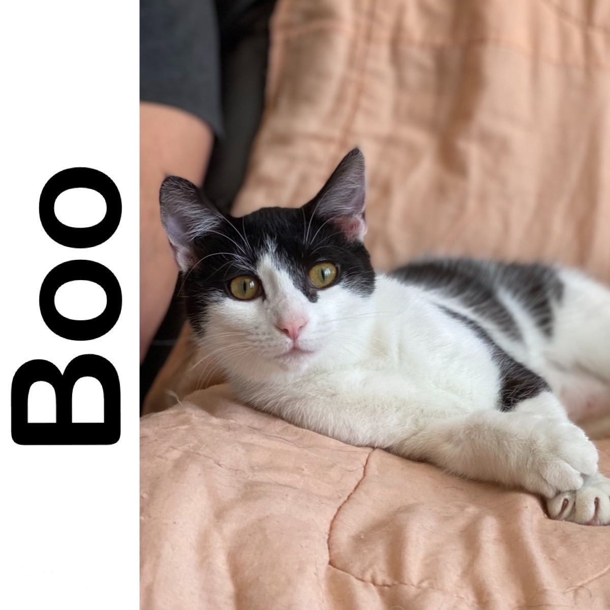 Boo - Manitoba Mutts Dog Rescue