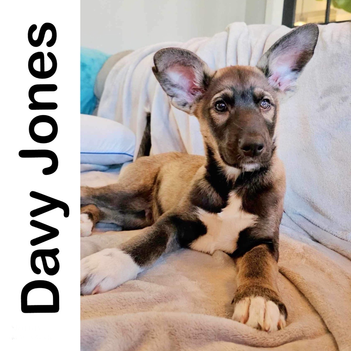 Davy Jones - Manitoba Mutts Dog Rescue