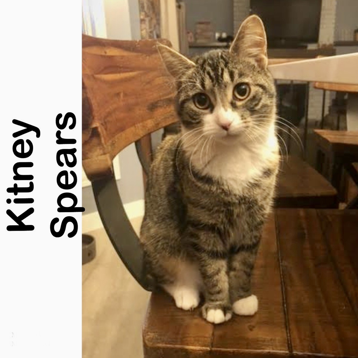 Kitney Spears - Manitoba Mutts Dog Rescue