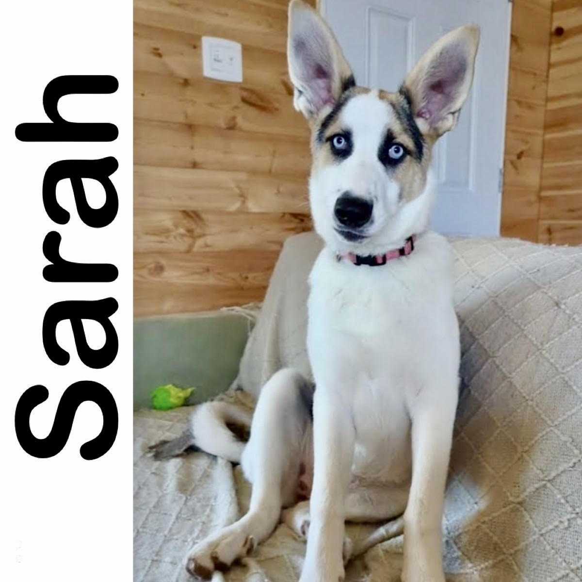 Sarah - Manitoba Mutts Dog Rescue