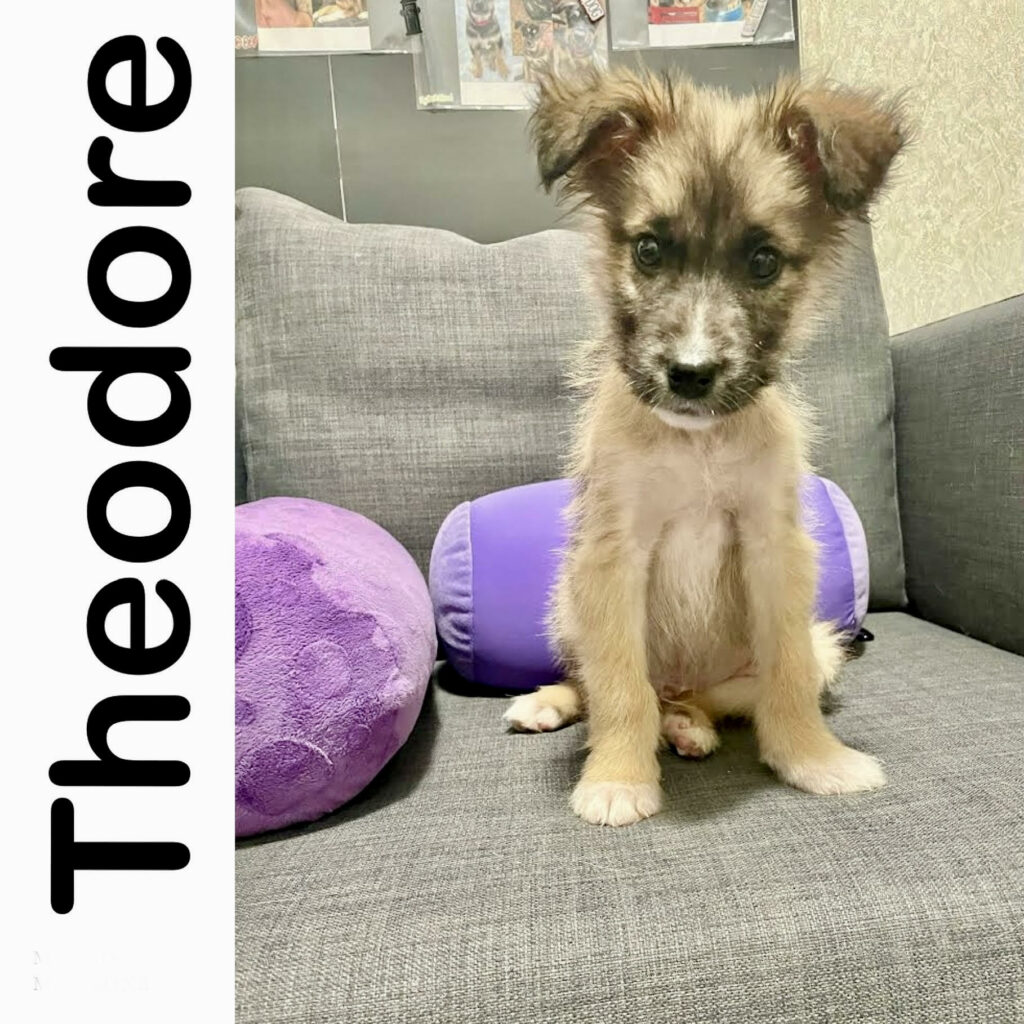 Adoptable Dogs - Manitoba Mutts Dog Rescue