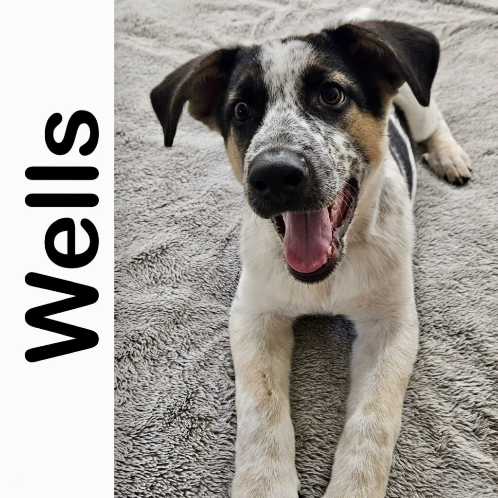 Wells - Manitoba Mutts Dog Rescue