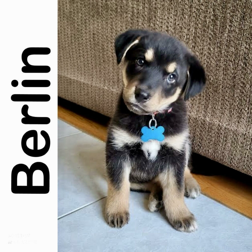 Berlin - Manitoba Mutts Dog Rescue
