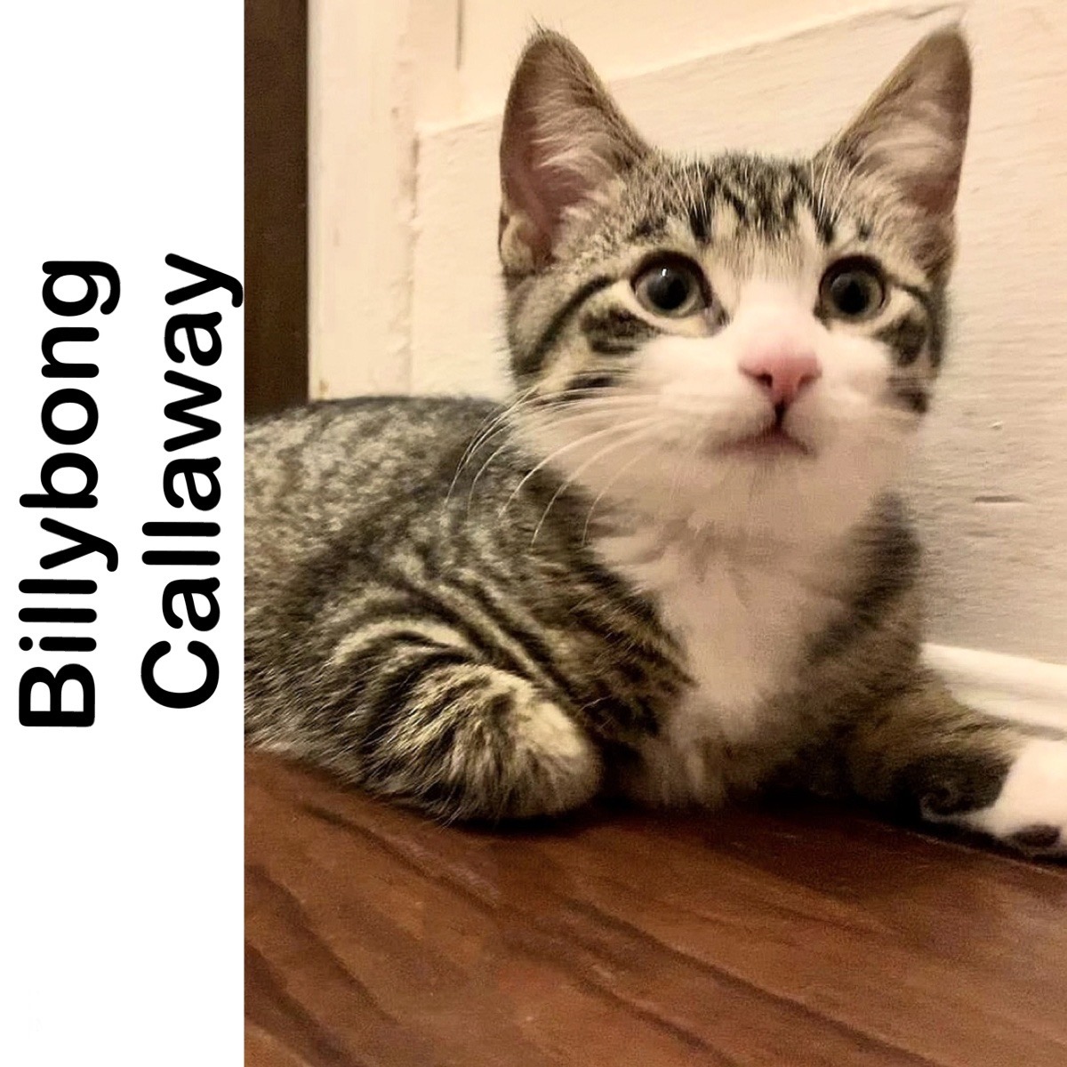 Billybong Callaway - Manitoba Mutts Dog Rescue