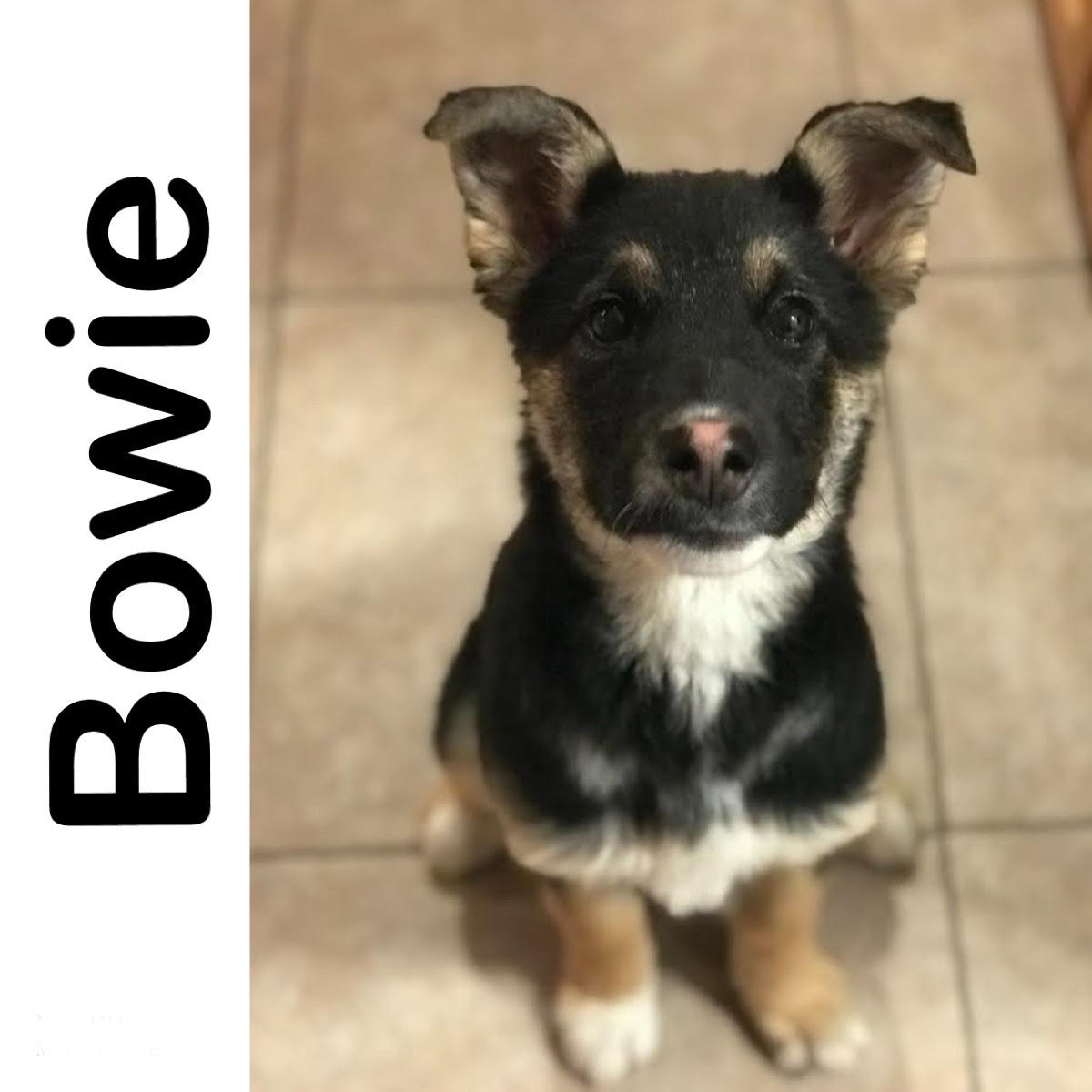 Bowie - Manitoba Mutts Dog Rescue