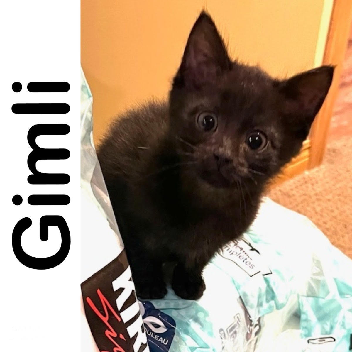 Gimli - Manitoba Mutts Dog Rescue