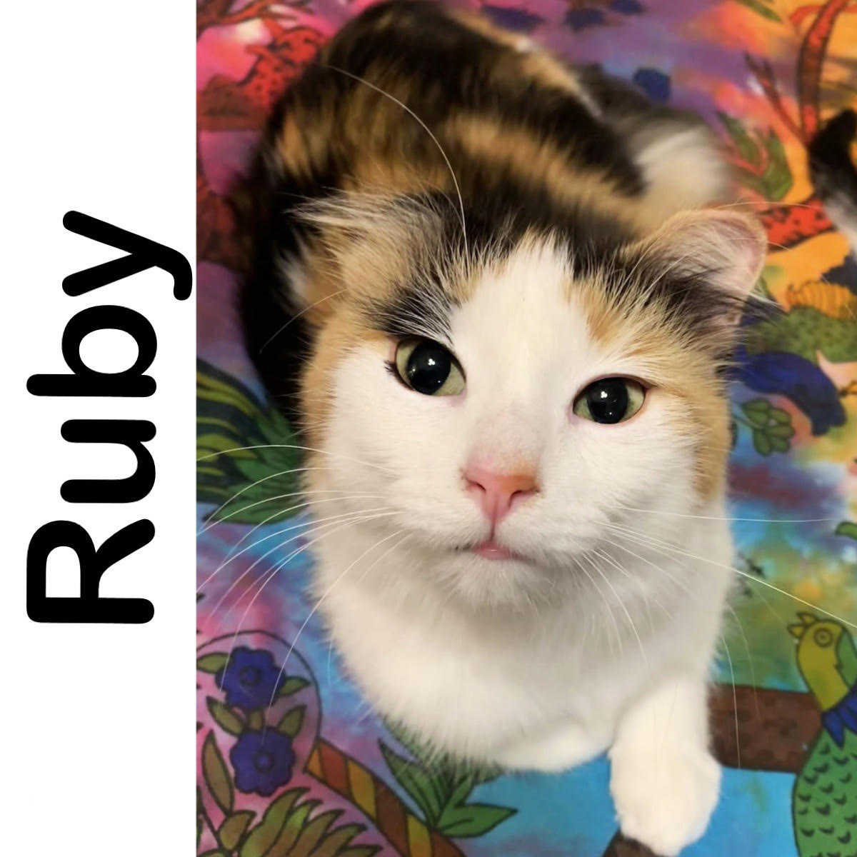 Ruby - Manitoba Mutts Dog Rescue
