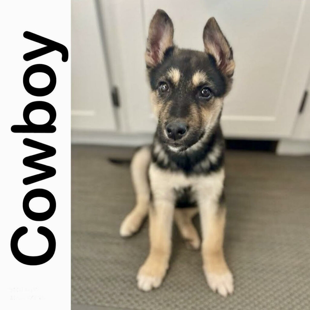 Cowboy - Manitoba Mutts Dog Rescue