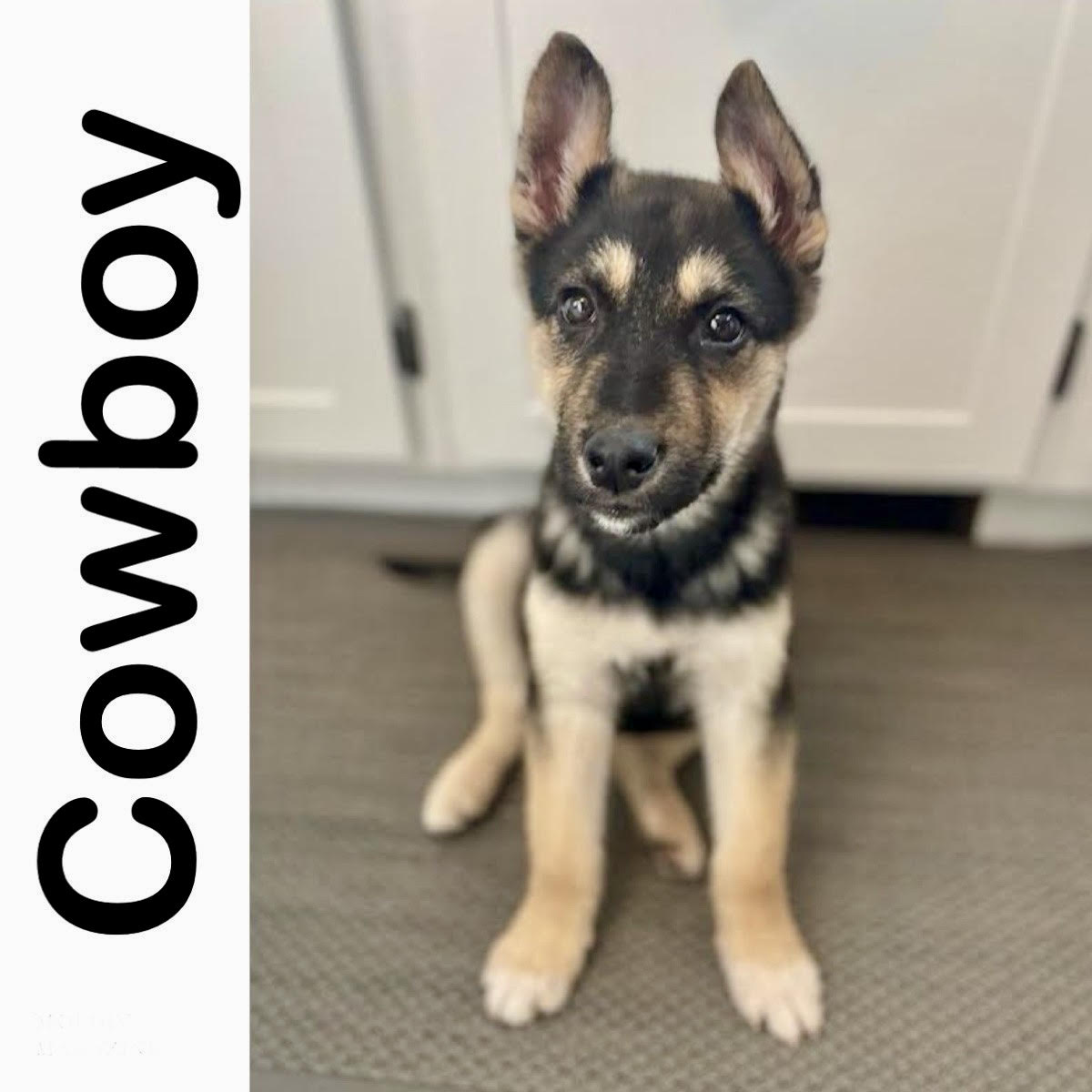 Cowboy - Manitoba Mutts Dog Rescue