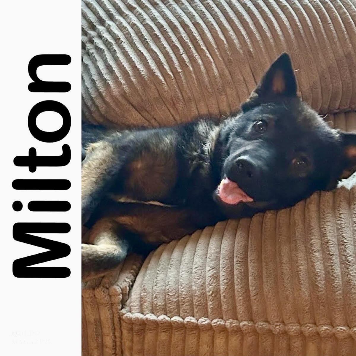 Milton - Manitoba Mutts Dog Rescue