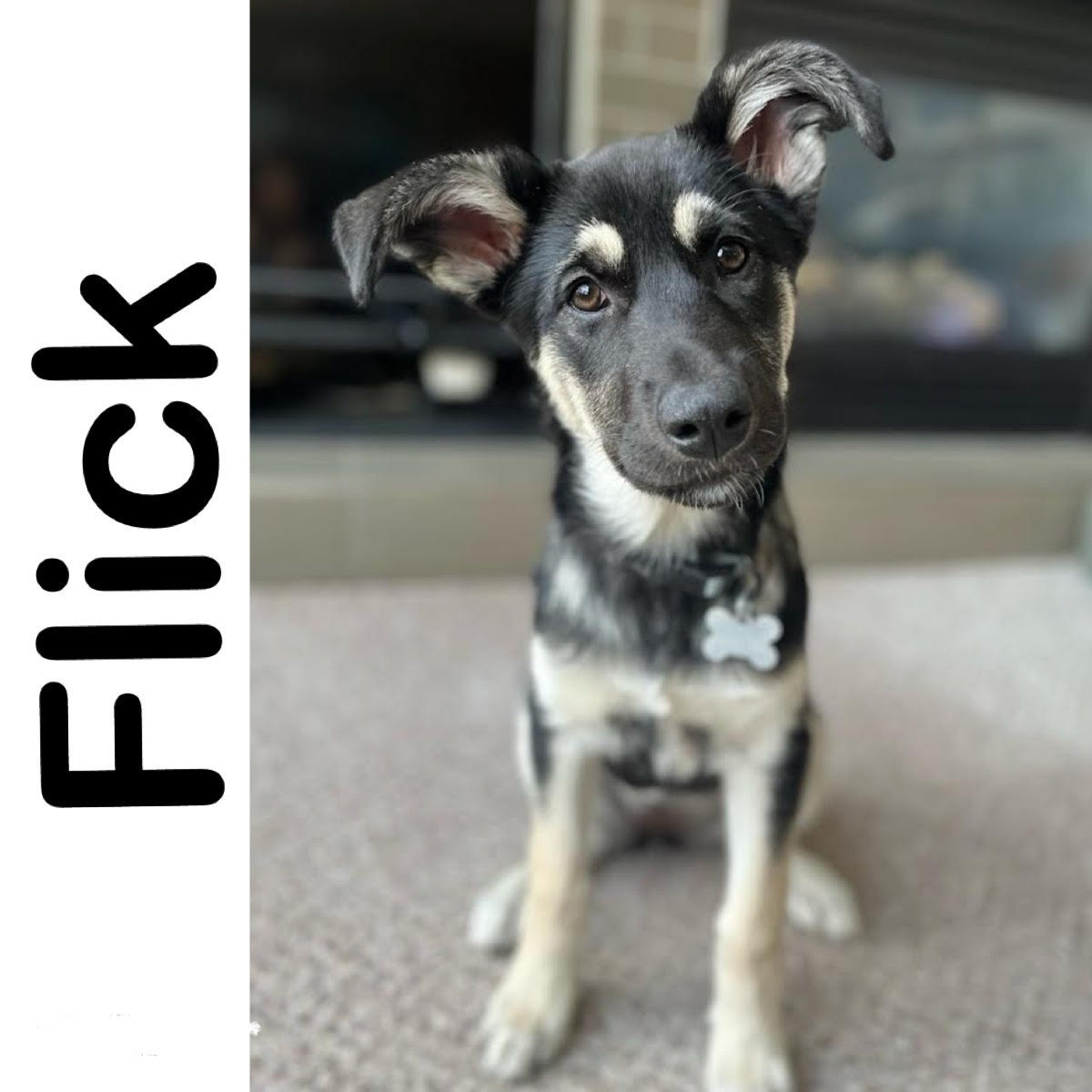 Flick - Manitoba Mutts Dog Rescue