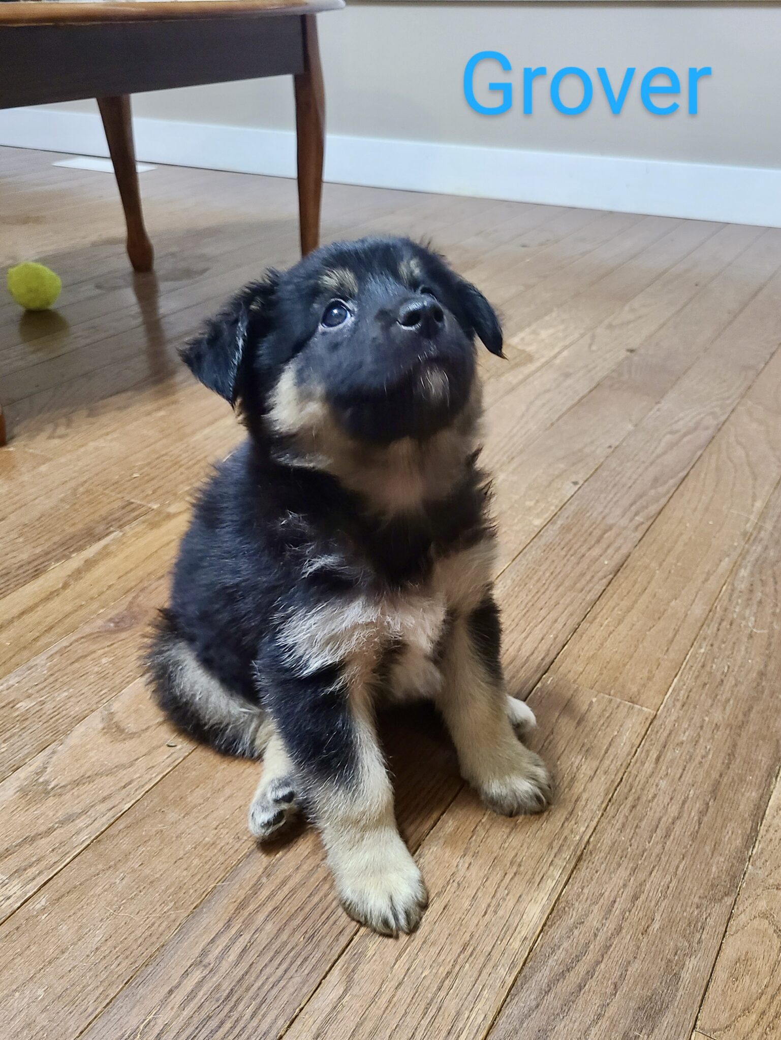 Grover - Manitoba Mutts Dog Rescue