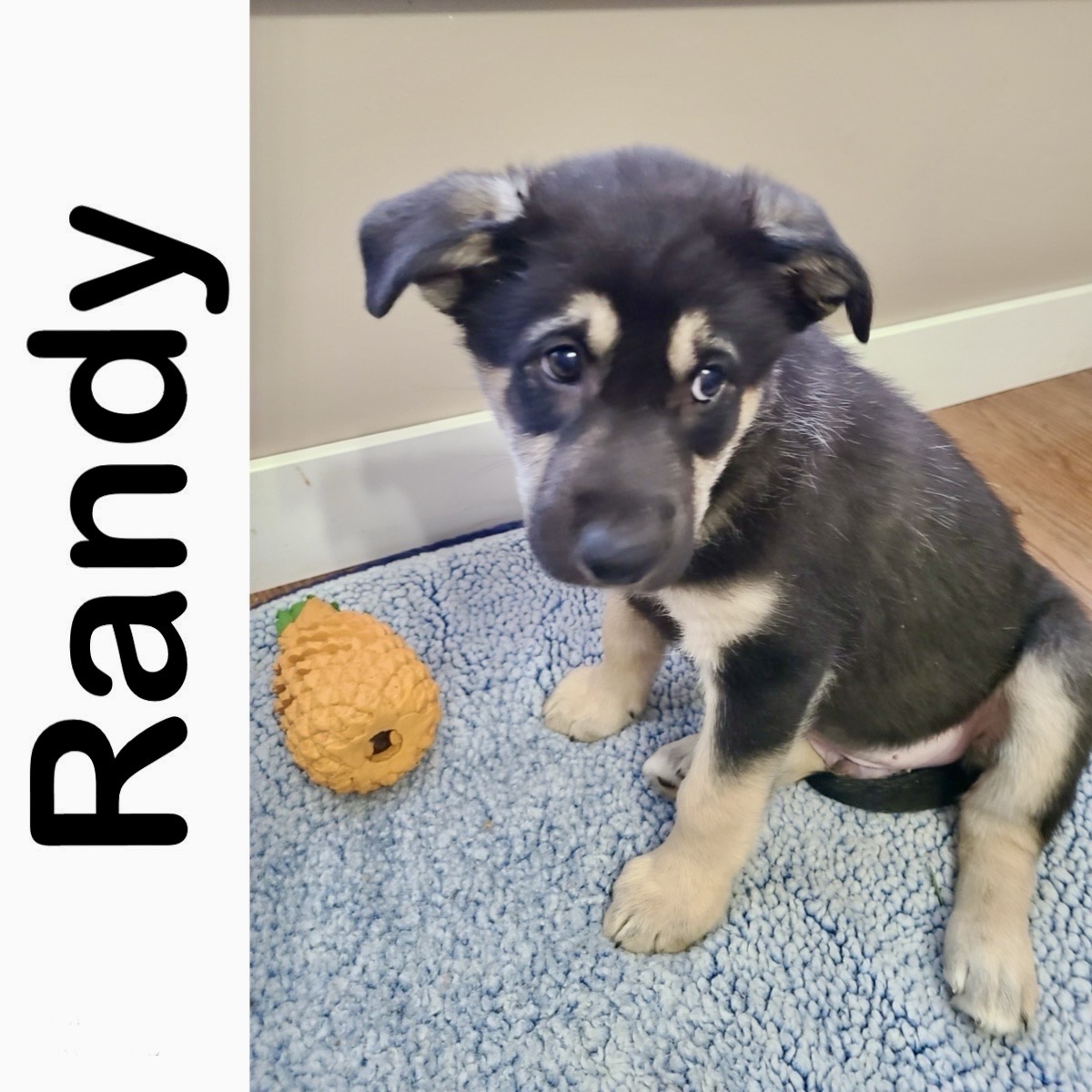 Randy - Manitoba Mutts Dog Rescue