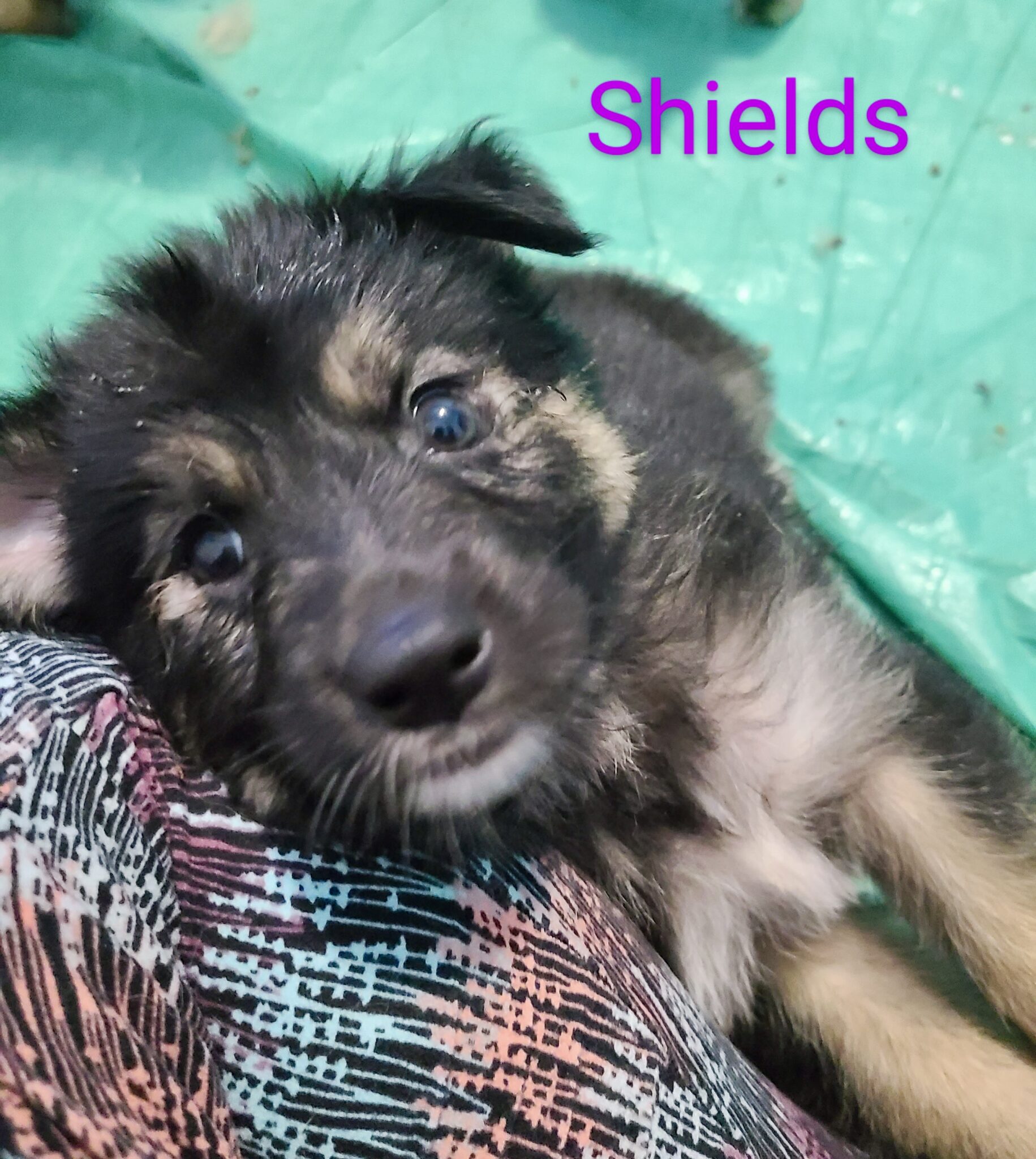 Shields - Manitoba Mutts Dog Rescue