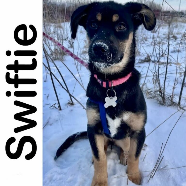 Adoptable Dogs - Manitoba Mutts Dog Rescue