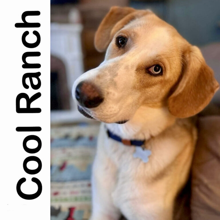 Adoptable Dogs - Manitoba Mutts Dog Rescue