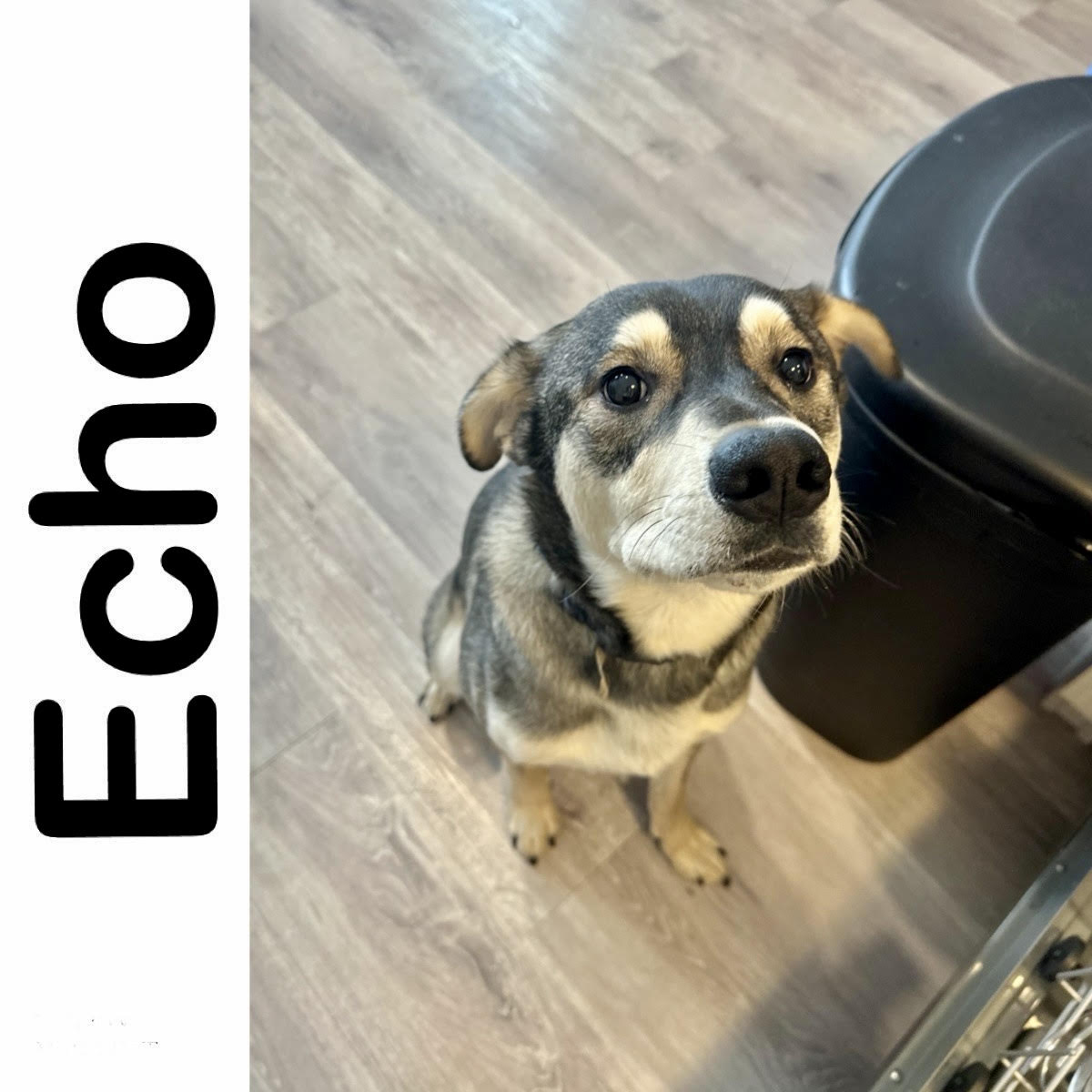 Echo - Manitoba Mutts Dog Rescue