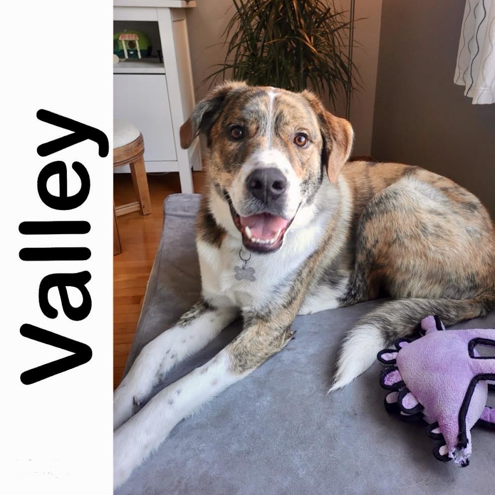 Valley - Manitoba Mutts Dog Rescue